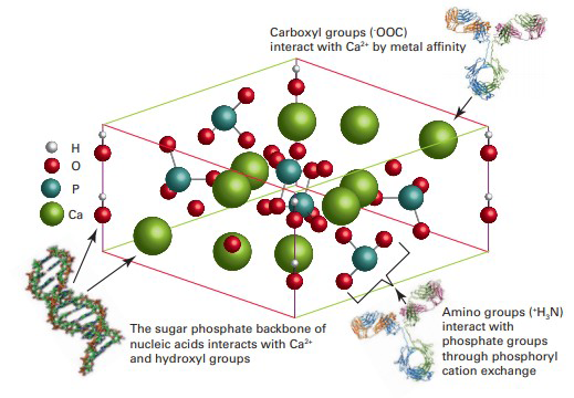 LC-kolonner Processmaterial Tosoh MMC